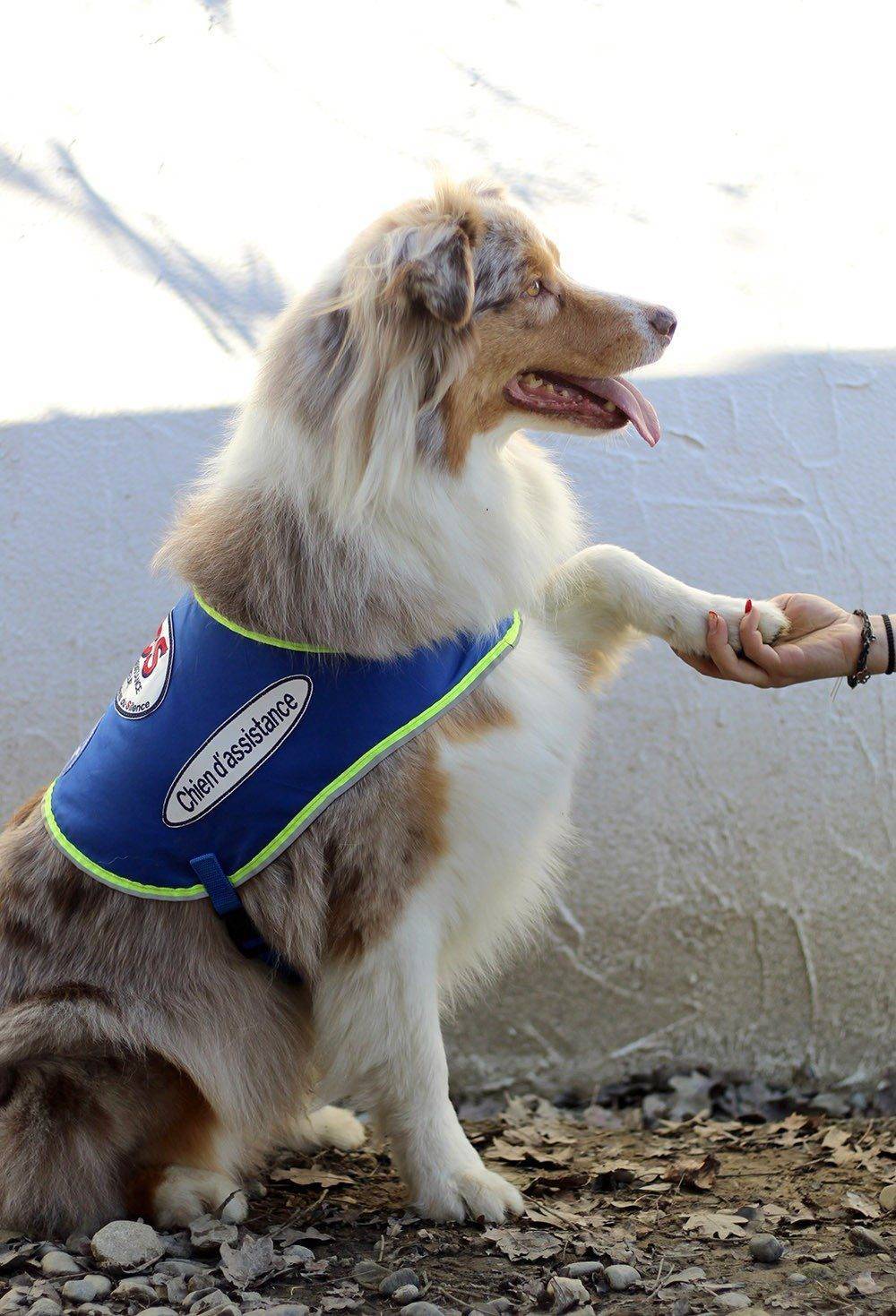 La législation du chien guide et du chien d’assistance